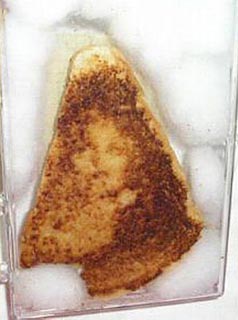 Jesus Sightings – stevecorn.com