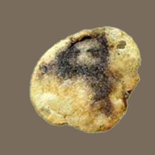 Jesus Sightings – stevecorn.com